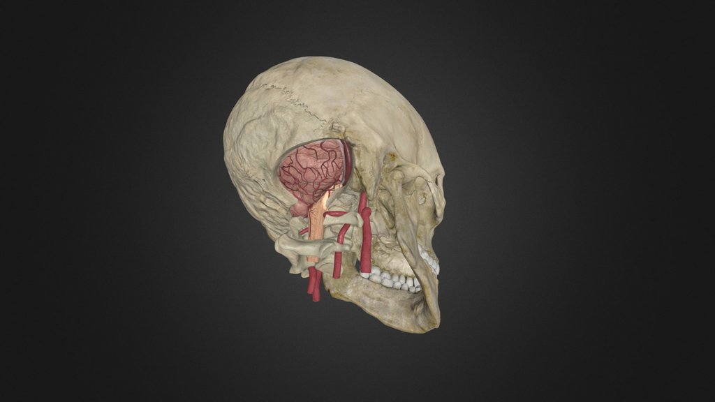 Far Lateral Approach | 3D Models | The Neurosurgical Atlas
