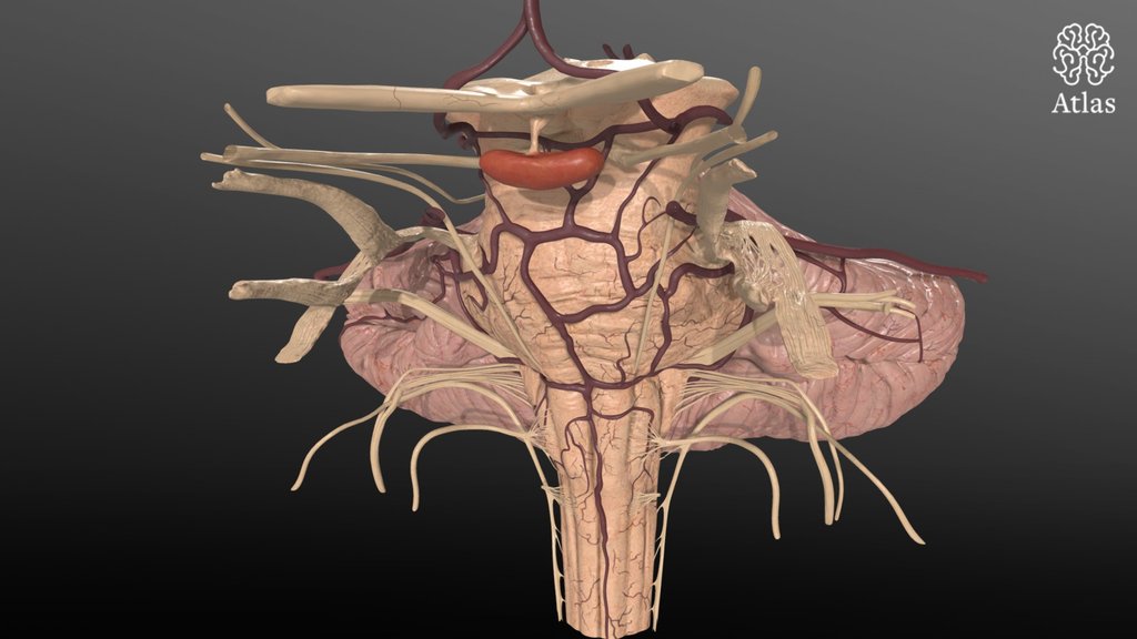 Brain Stem Anatomy 3d