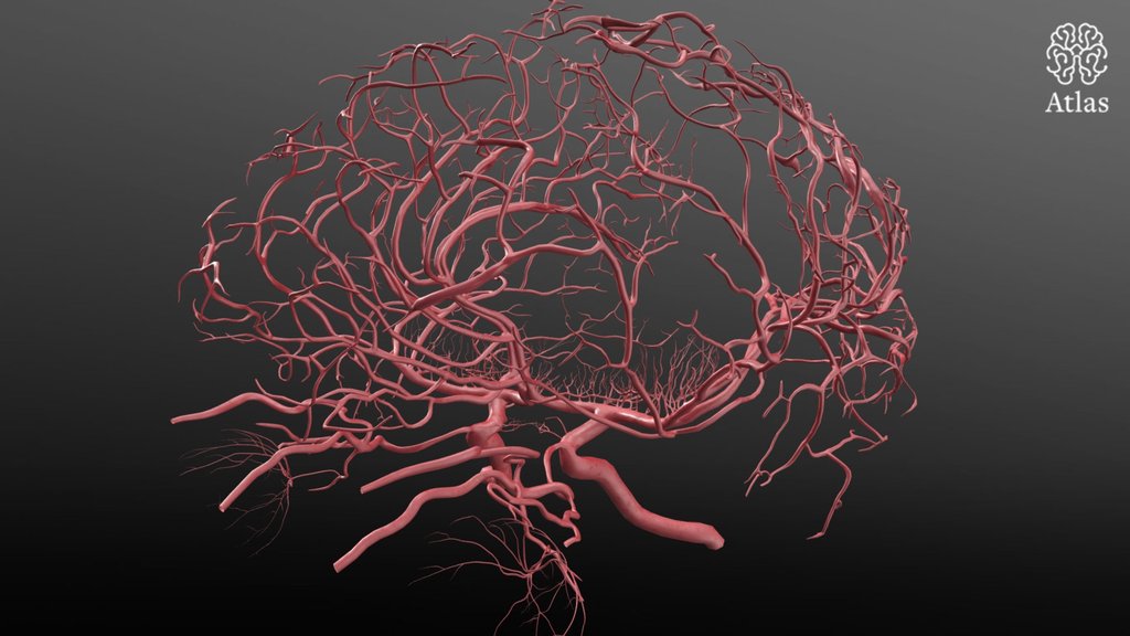 Anterior Circulation Arterial Anatomy | 3D Models | The Neurosurgical ...