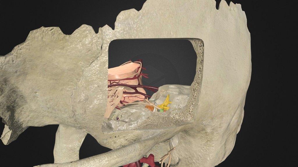 Anterior Petrosectomy Minimized | 3D Models | The Neurosurgical Atlas
