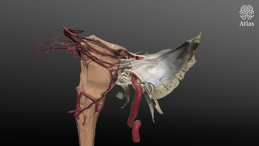 Sphenoid Bone with Neurovascular Structures | 3D Models | The ...