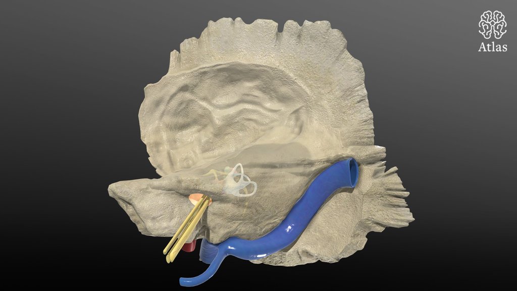 Temporal Bone Anatomy 3D Models Atlas Meditech