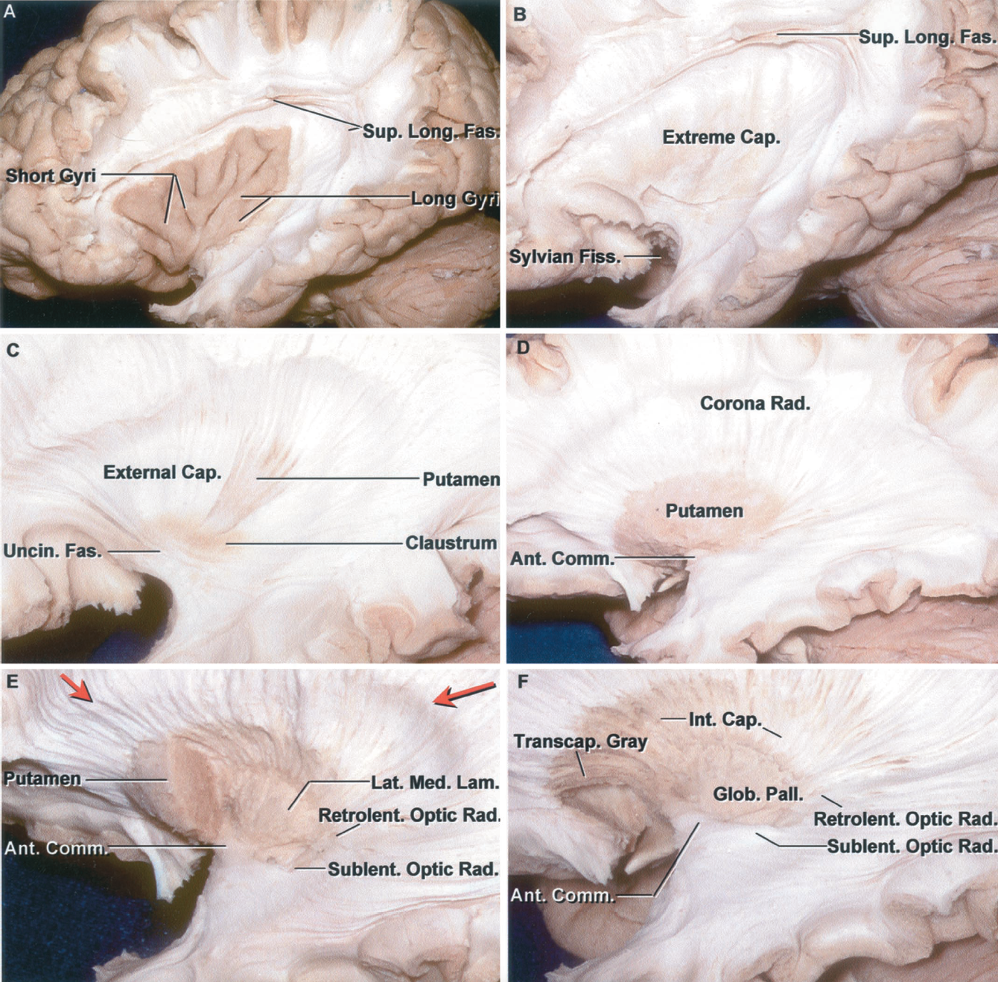 What Is The Function Of Circumferential Lamellae